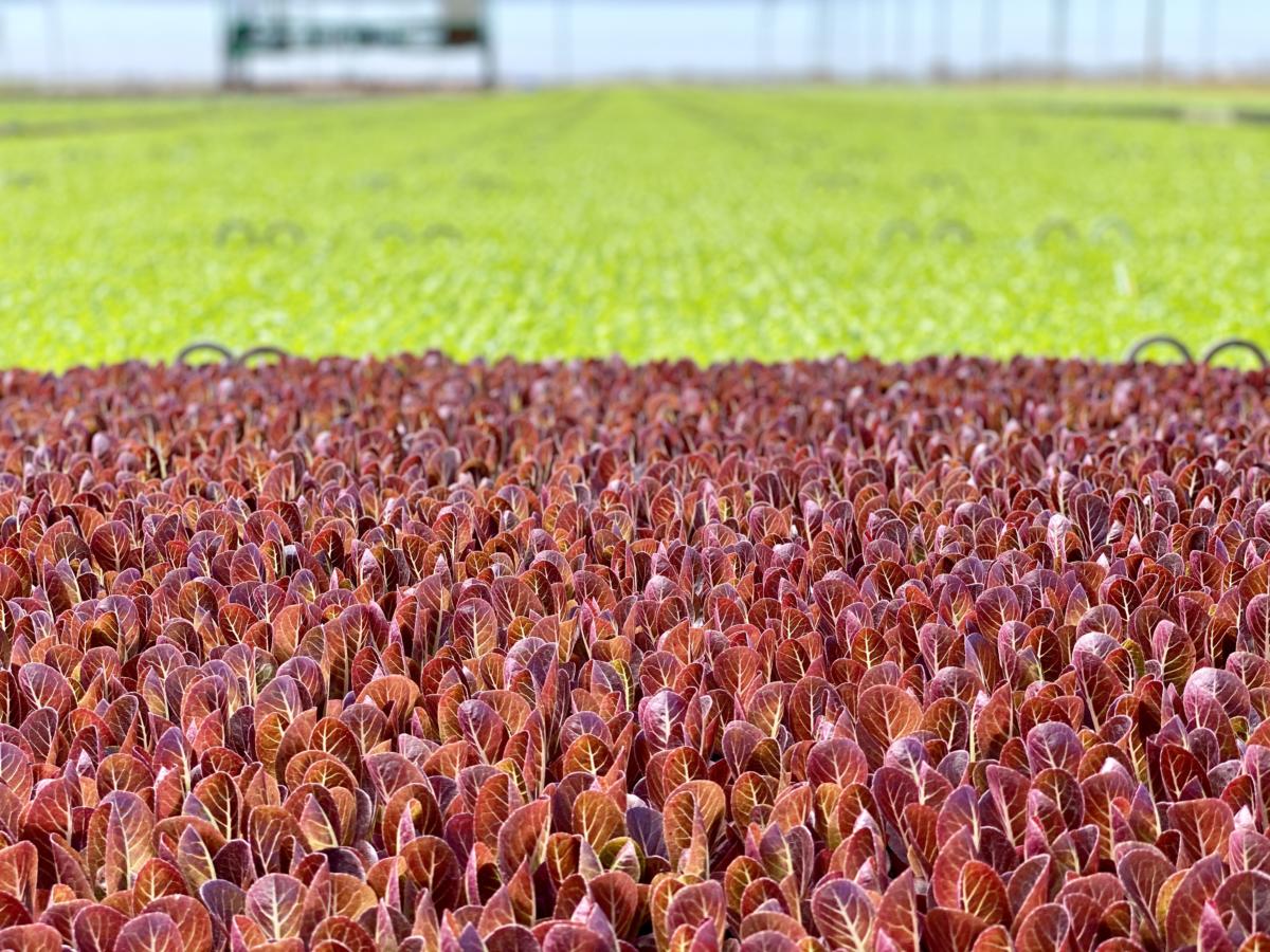 Business is booming at award-winning Boomaroo Nurseries - Geelong ...